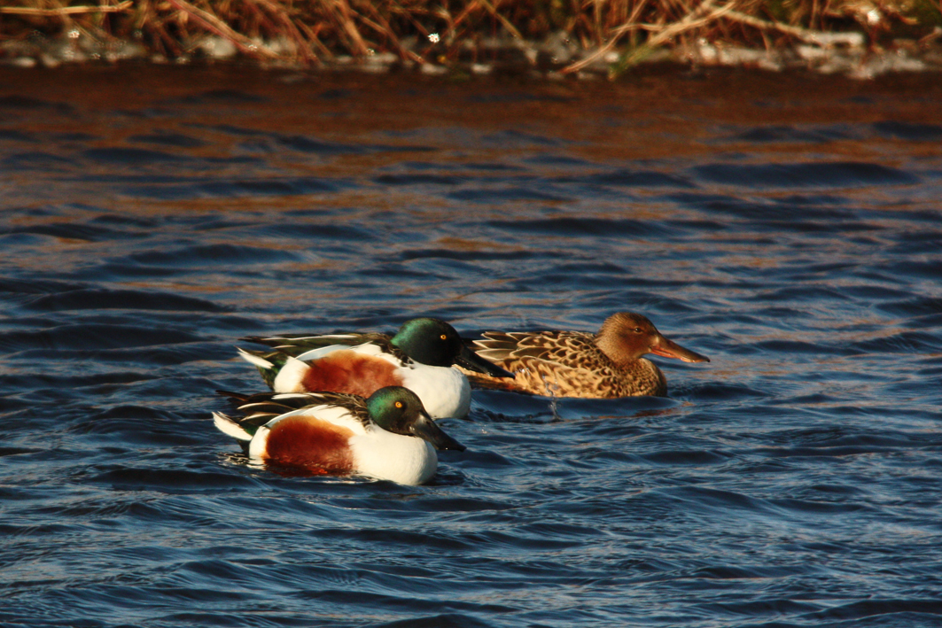 VLIEGBEELD: De winter in Februari met Elfstedenkoorts.