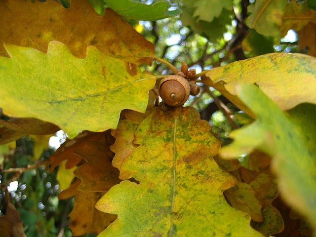 Árboles con alma: Roble pubescente. Roure Martinenc. (Quercus humilis)