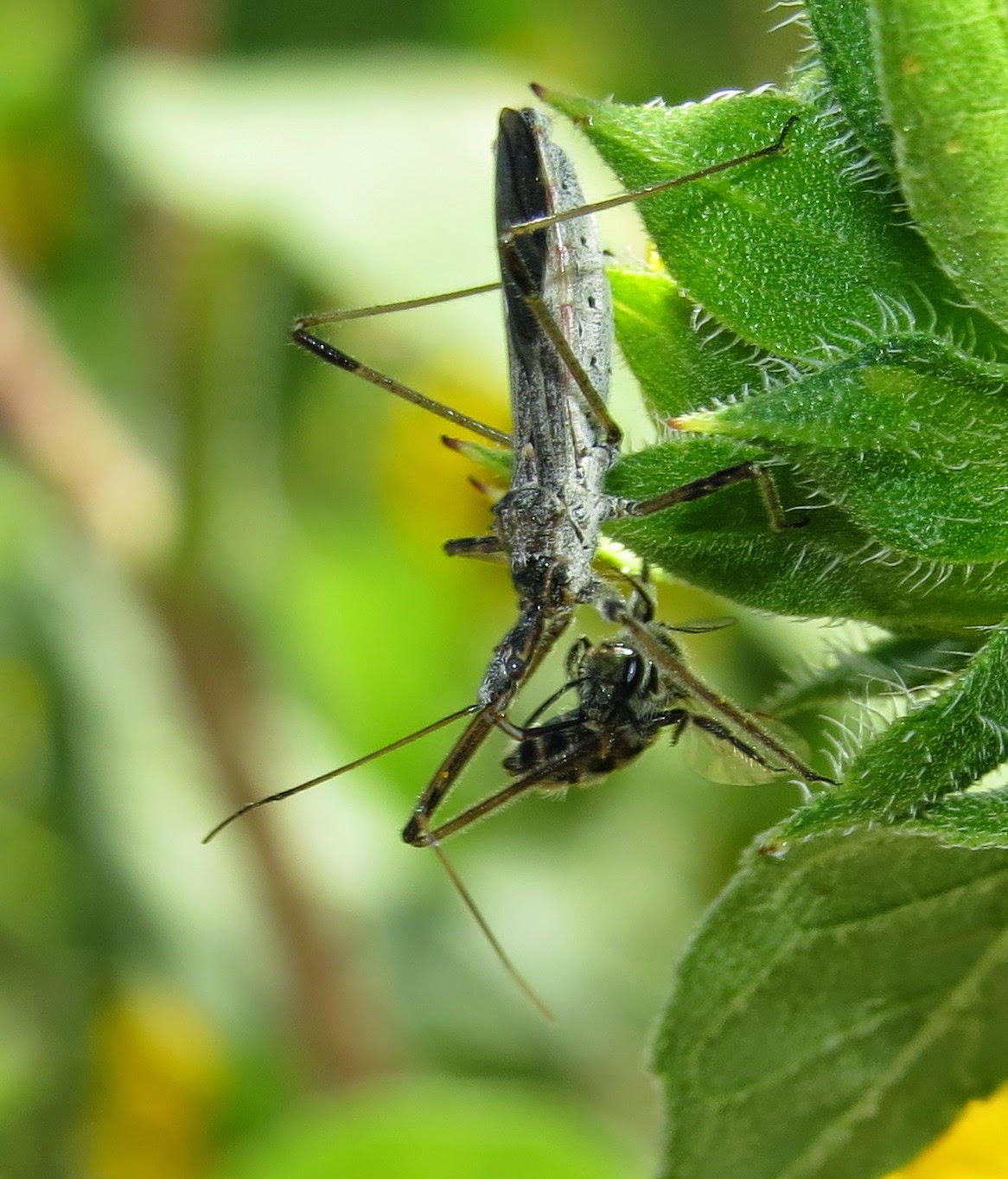 Bug Eric: Sundew Assassin Bugs: Zelus