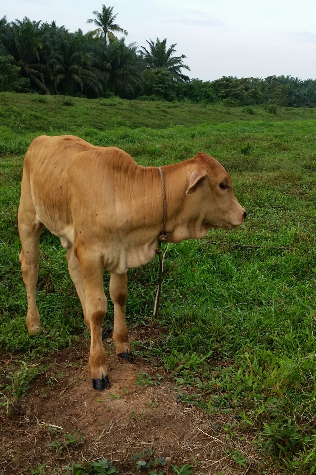 Warisan Petani: Ternakan Lembu 8