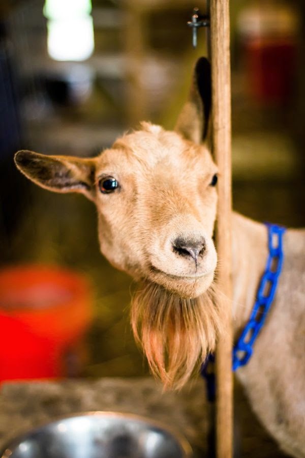 Espwa Means HOPE: Alpine Nubian goats