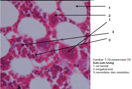 Jasus Dua Bisa!!!: PEWARNAAN HISTOLOGI