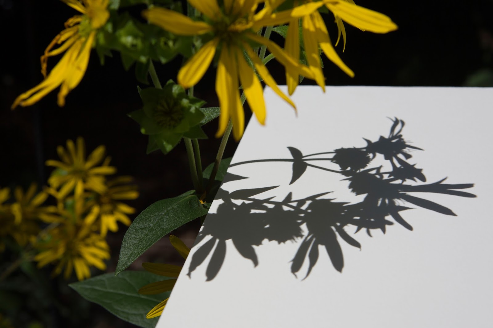 Jane Kramer, photographer: Step 4: Photographing Shadows