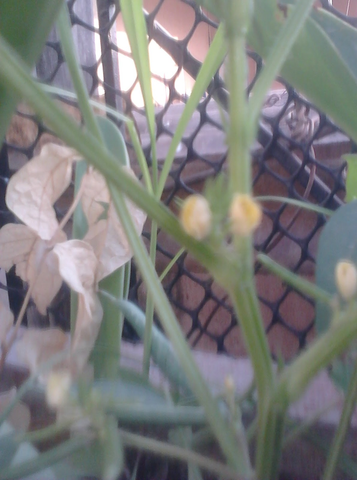 Garden Care Simplified: Growing Pulses in our Garden