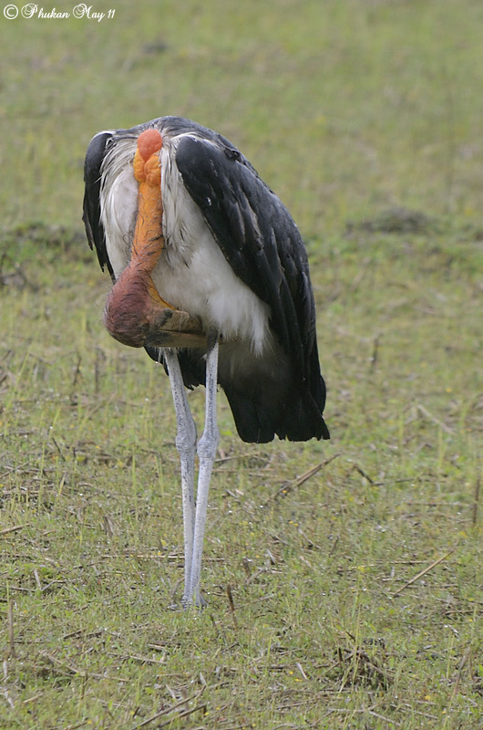 Indian Birds Photography: [BirdPhotoIndia] Greater Adjutant Stork - 2