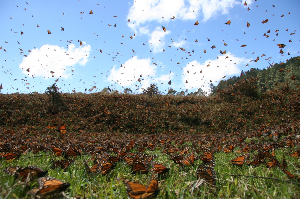 The Amazing World: Monarch Butterfly Migration (Most Spectacular ...