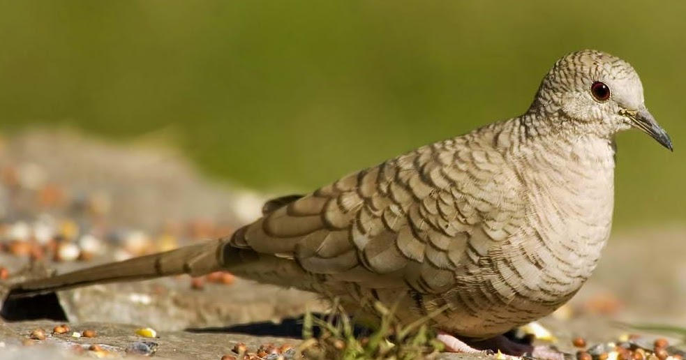 Birds of the World: Inca dove