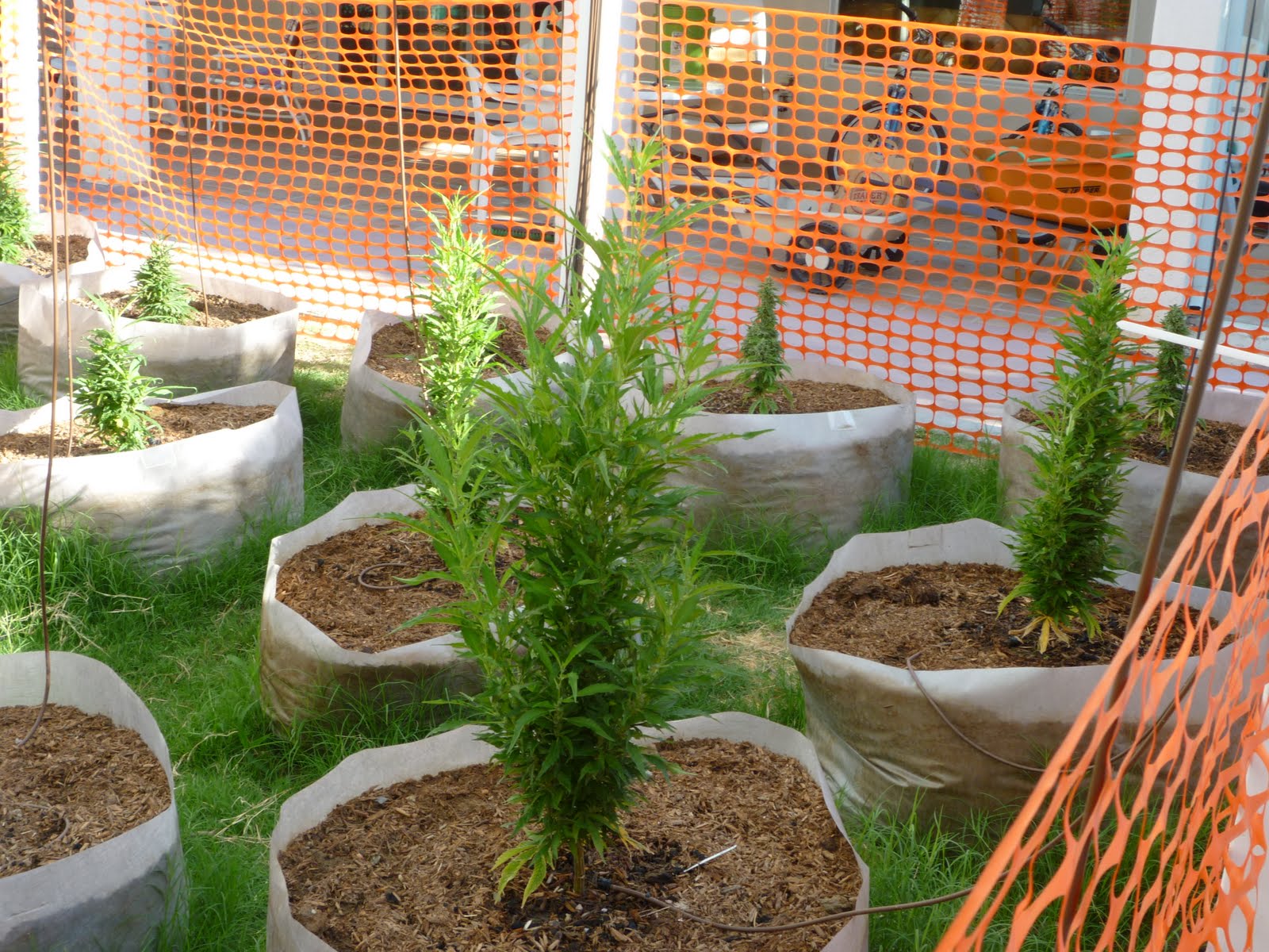 Backyard Grow: An Exploration of Outdoor Gardening