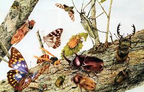 Los Insectos: Ecología