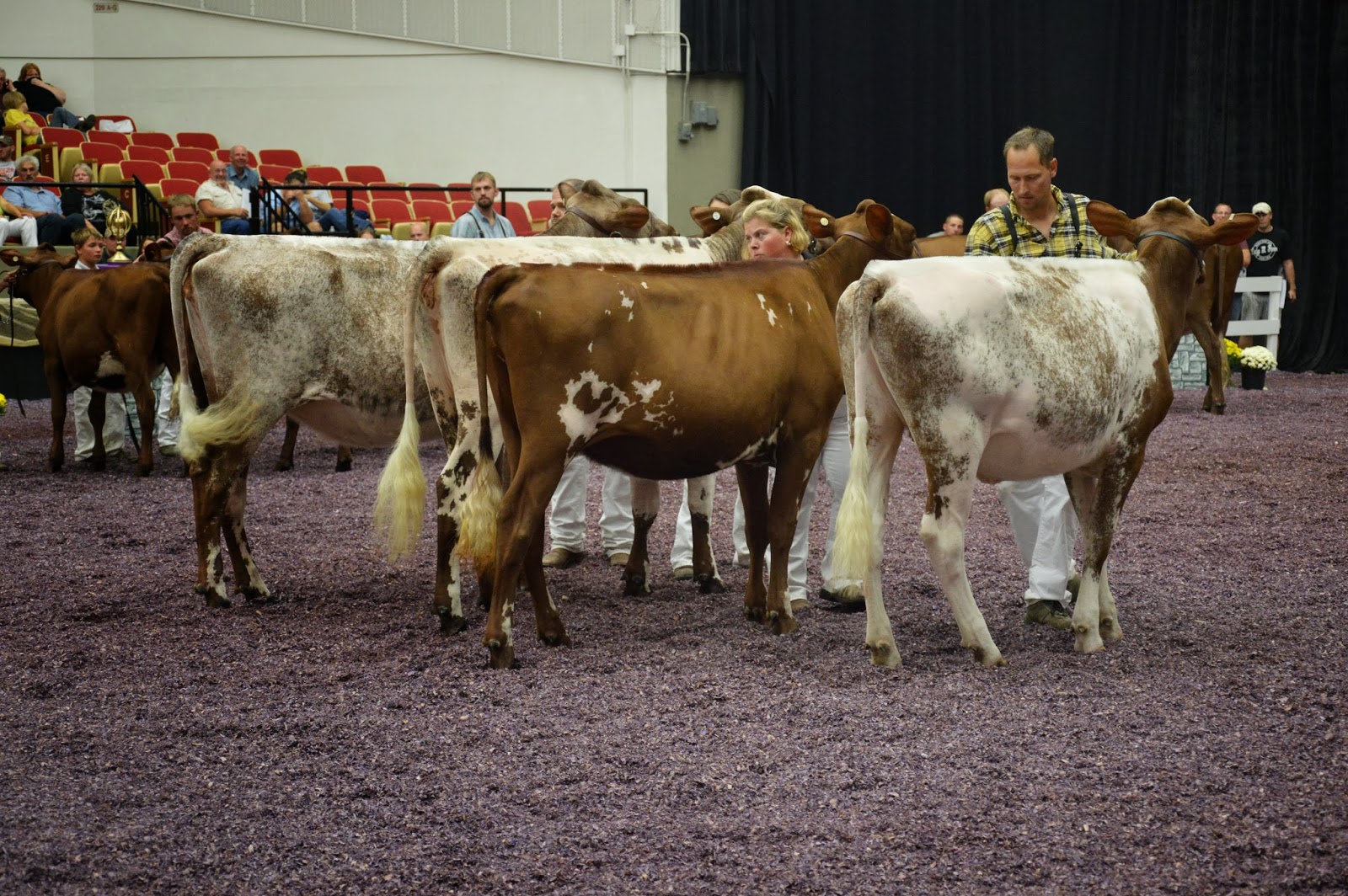 NEWS: International Milking Shorthorn Show- Heifers