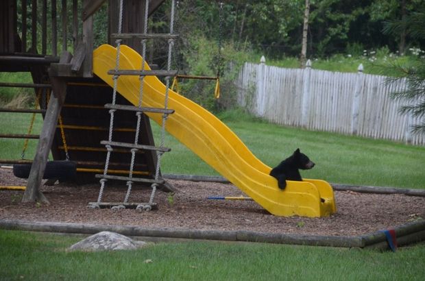 Baby bears play on slide (5 pics) | Amazing Creatures