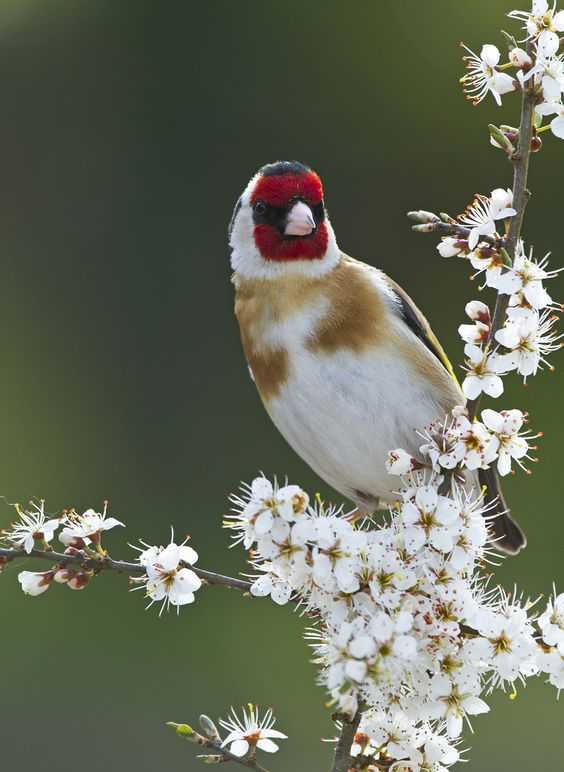 Las Fotos Mas Alucinantes: fotos de pajaros