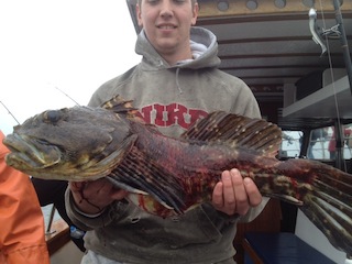 Big Fishes of the World: CABEZON (Scorpaenichthys marmoratus)