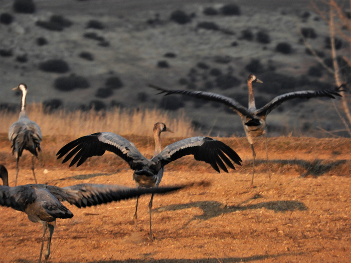 Lo que veo en España: Grullas