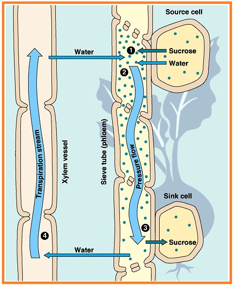 BIOLOGI GONZAGA: JARINGAN TUMBUHAN