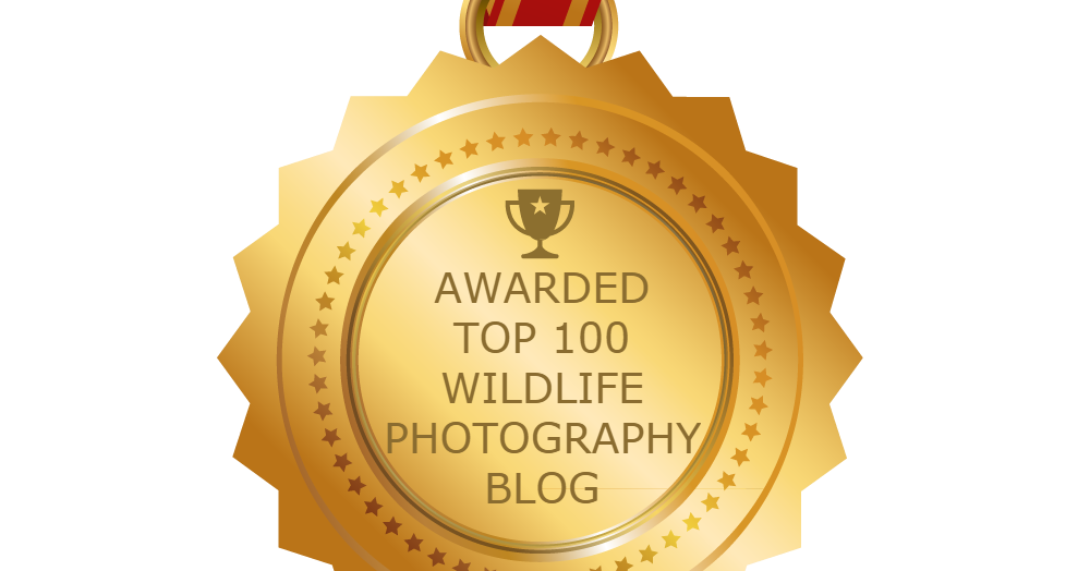Good News We Are One Of The Best Wildlife Photography Blogs On The Planet good-news-we-are-one-of-the-best-wildlife-photography-blogs-on-the-planet