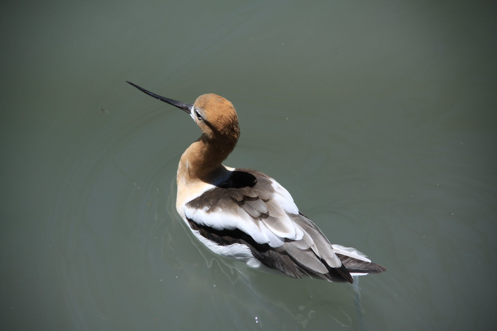 My Scenic Byway: The Tracy Aviary - Must See in Salt Lake City