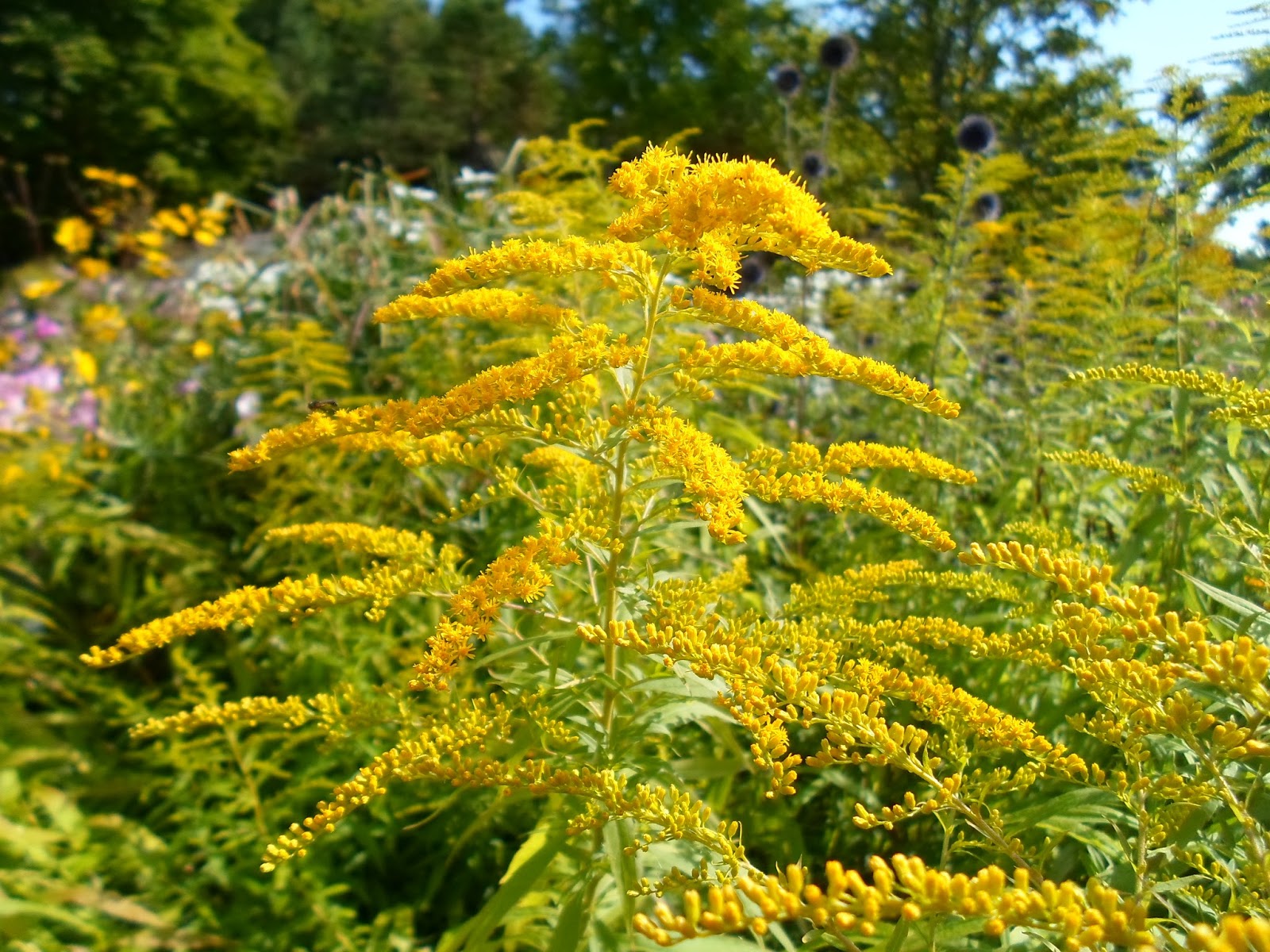 Klockarhagen: Gullris , 3 sorter, blommar nu.