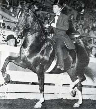 The American Saddlebred: 12/28/2014 The Top Ten List