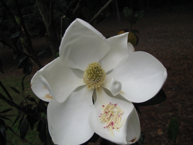 In the Garden: Evolution of a Magnolia