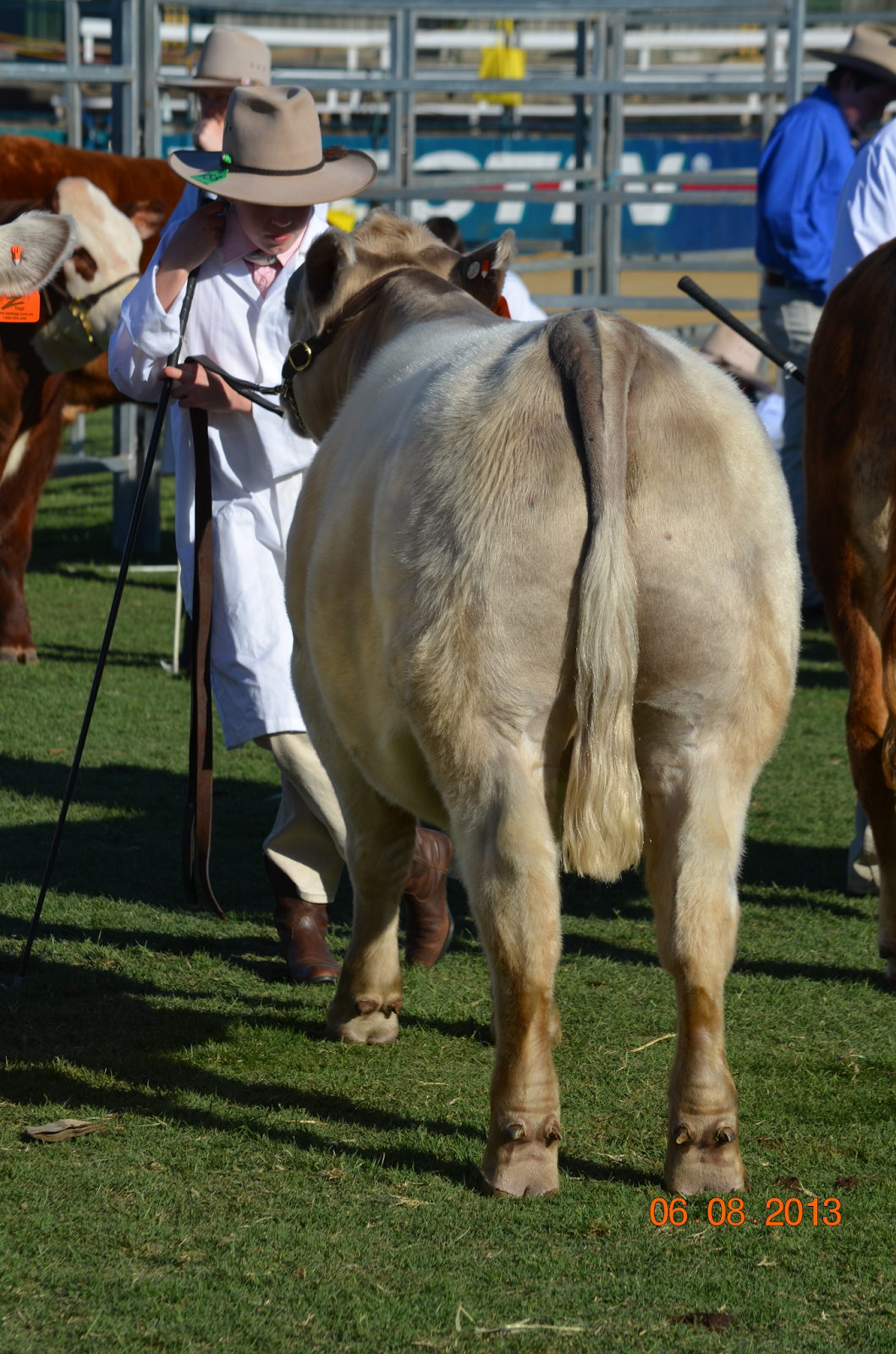 JAVID SQUARE MEATERS CATTLE STUD: NEWS