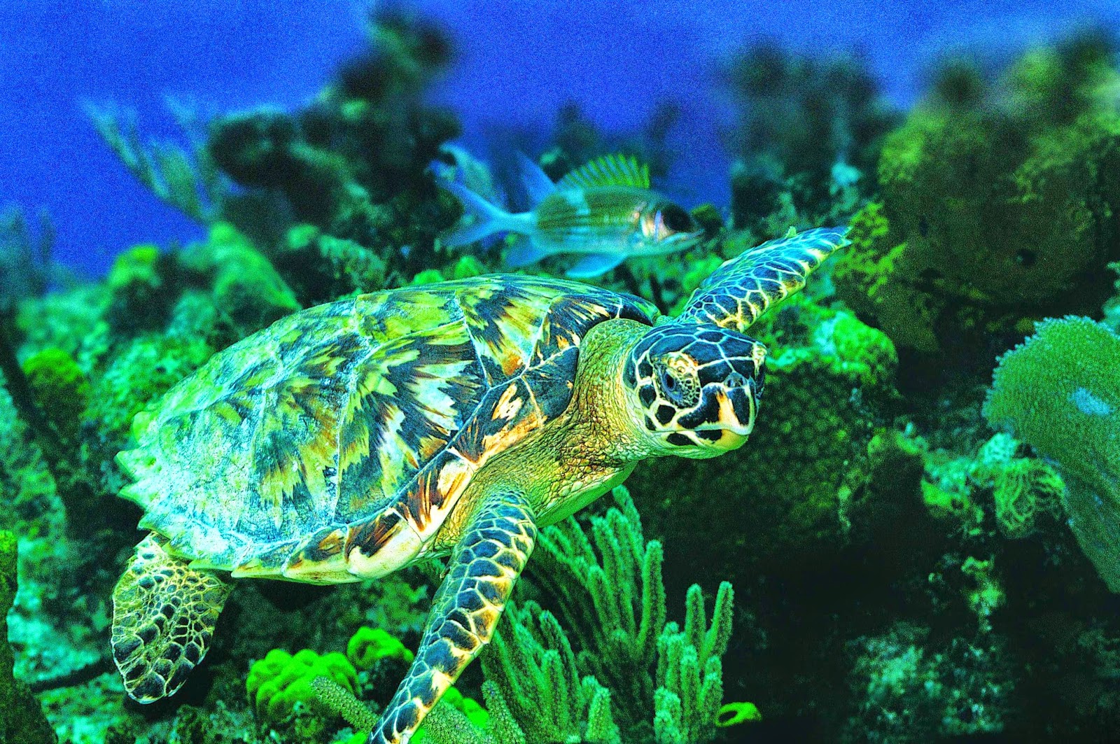 Sea Turtle - HD Wallpapers | Earth Blog