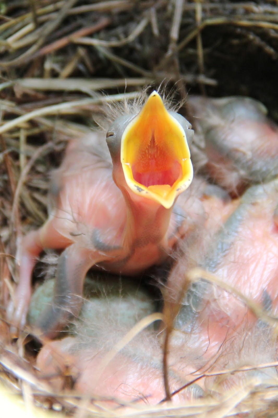 Mein Balkon: Fütter mich!