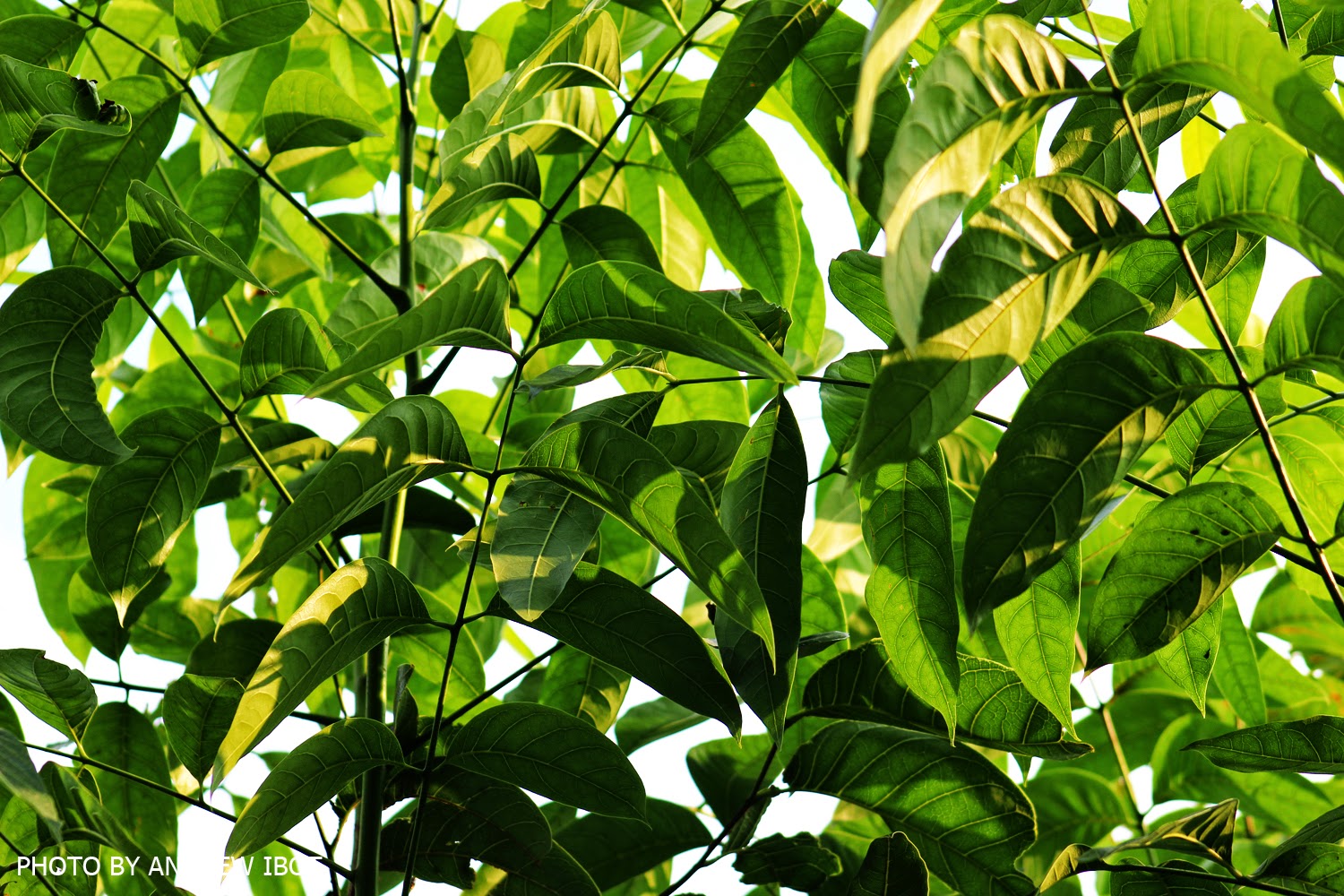 Niyog Niyogan Health Benefits