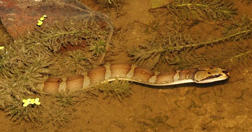 Ular Asli Indonesia: Ular Kadut Belang (Homalopsis buccata)
