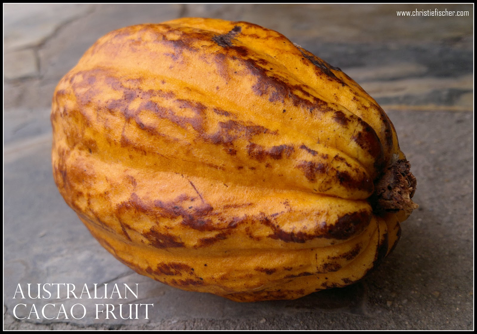 Christie Fischer : Australian Cacao Fruit