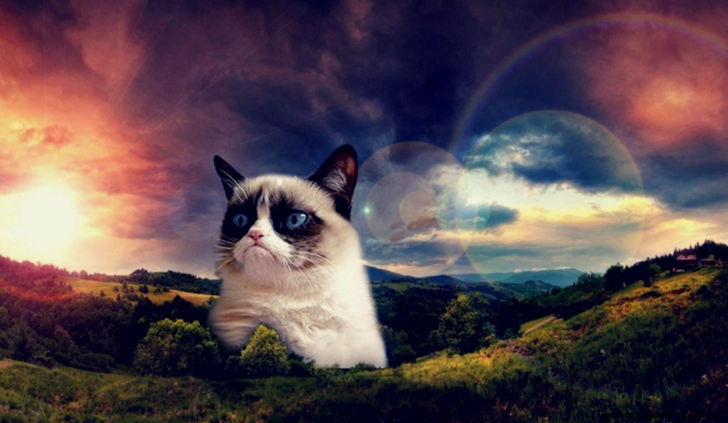 Grumpy Cat Wallpaper 1920X1080 | Wallpapers Gallery