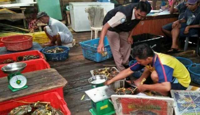 Maluku Ekspor Lagi Kepiting Ke Singapura Kabar Katanya