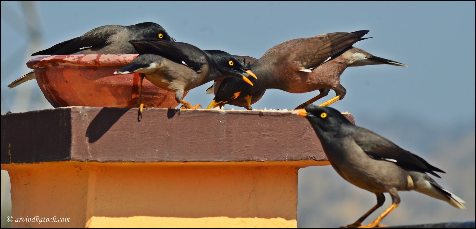 Jungle Myna Pictures and Detail (Acridotheres fuscus)