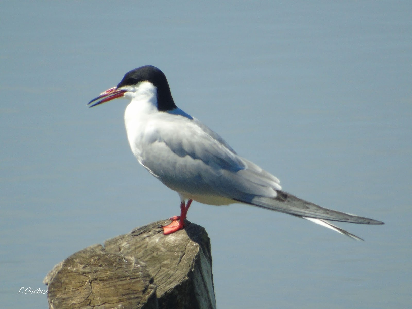 PASARI DIN ROMANIA: CHIRA DE BALTA, Sterna hirundo