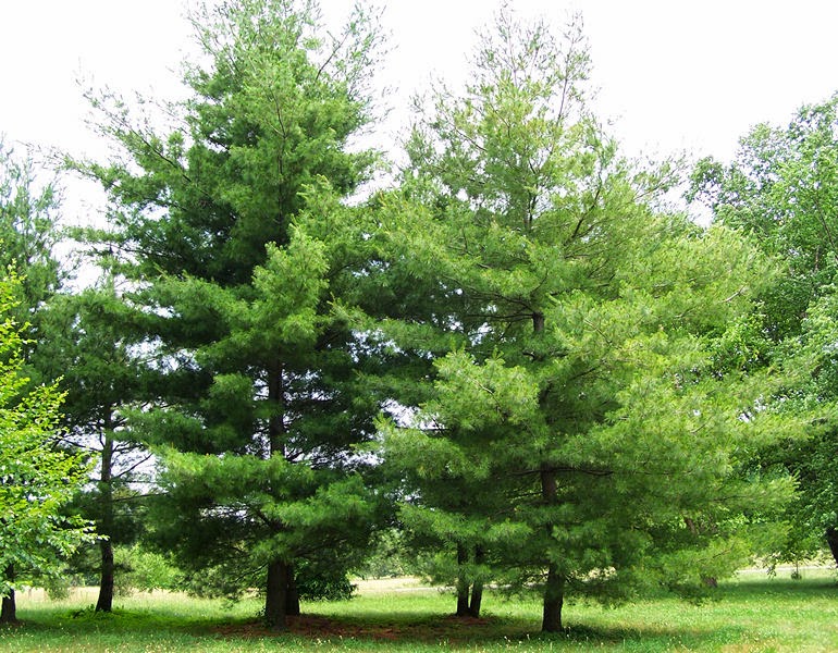 The 7 P's Blog: Seven Eastern Woodland Trees Essential To Survival