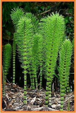 BIOLOGI GONZAGA: METAGENESIS LUMUT- PAKU