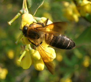 Honey from Nepal: Apis Laboriosa