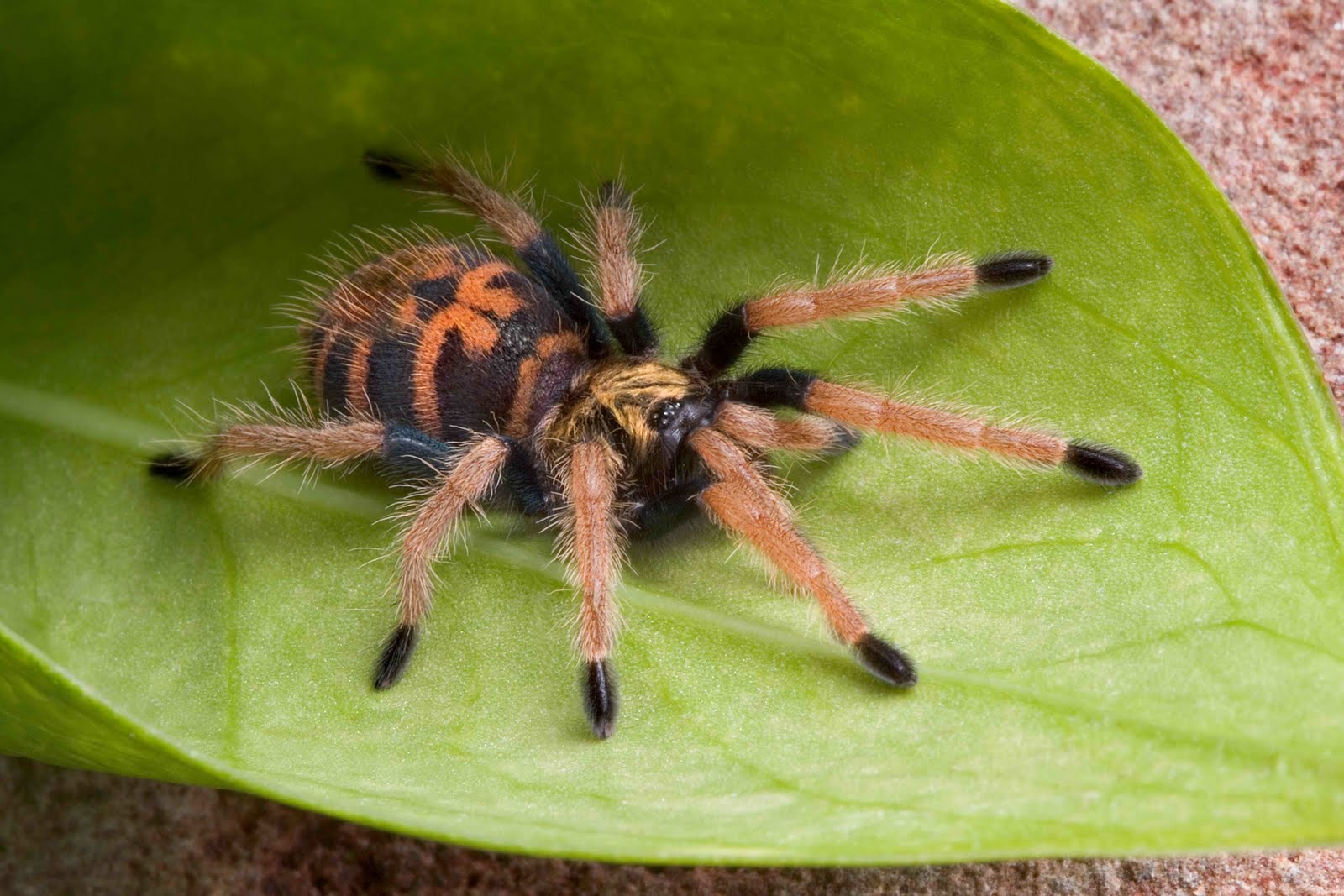 TARANTULAS: Alive And Up Close