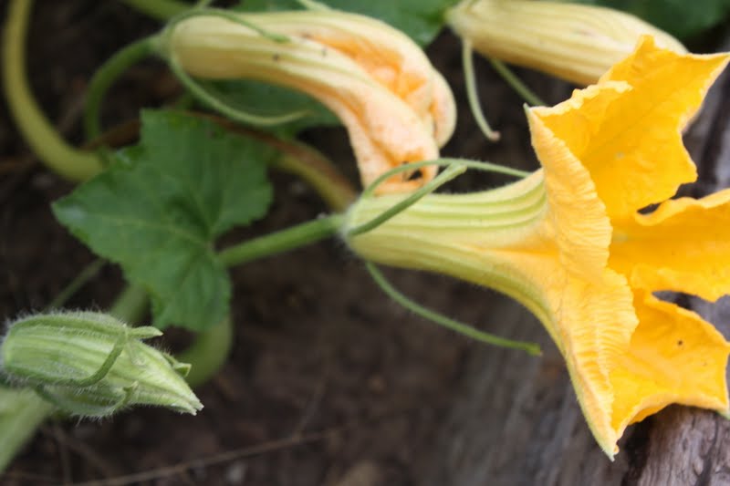 Trombetta di Albenga Squash is Curcurbita moschata Duch