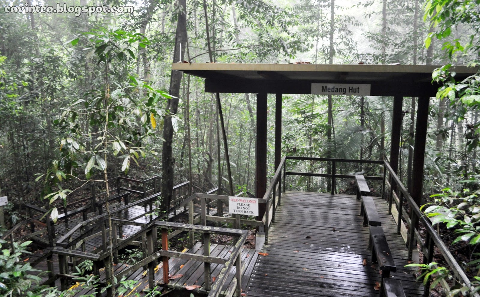Entree Kibbles: HSBC Treetop Walk - A Refreshing Morning Trek ...