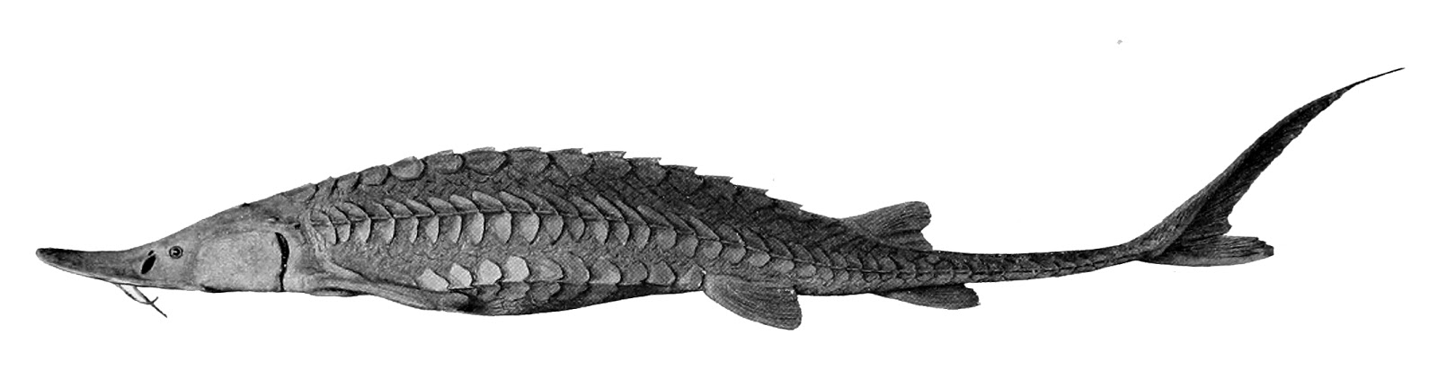 Fish Index: Shovelnose Sturgeon (Scaphirhynchus platorynchus)