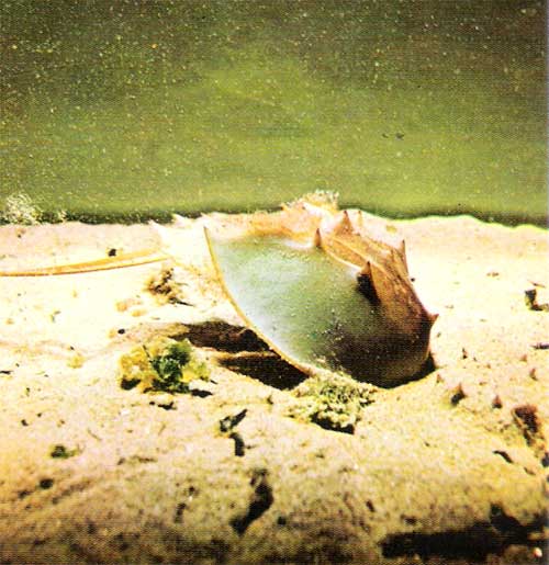 Artrópodes e Anelídeos: Merostomata (merostomados)