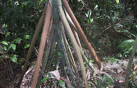 The Presurfer: Do Walking Palm Trees Really Walk?