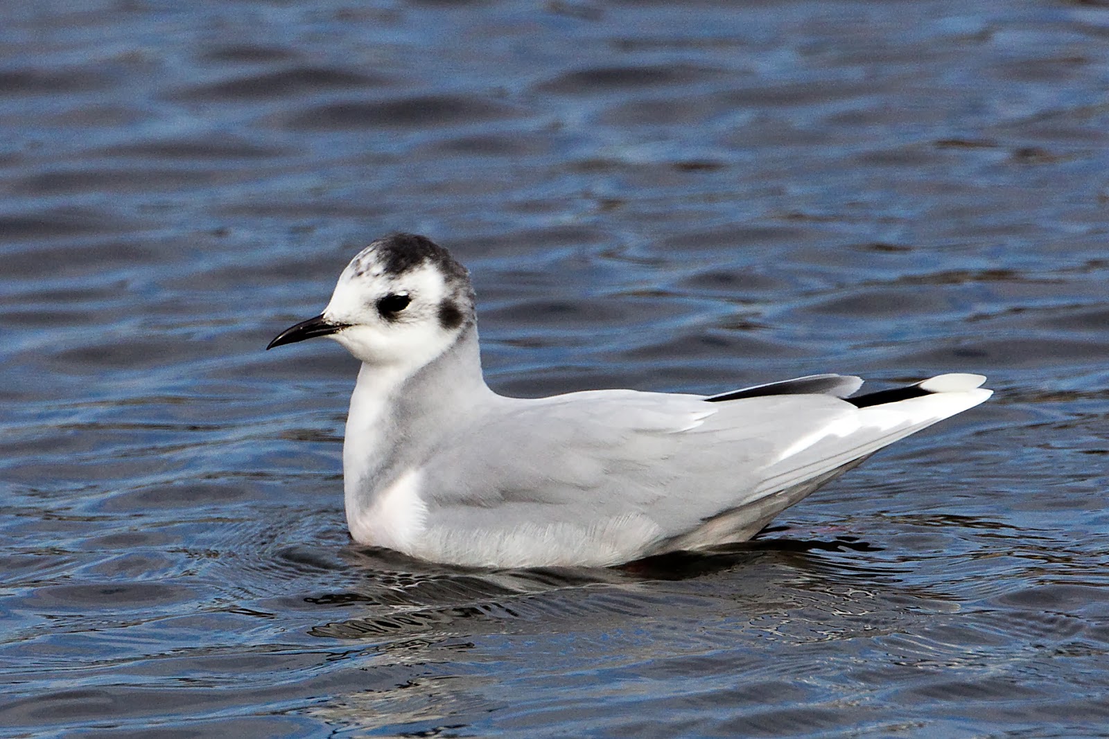 Martin's Sussex Birding Blog: Little Gull