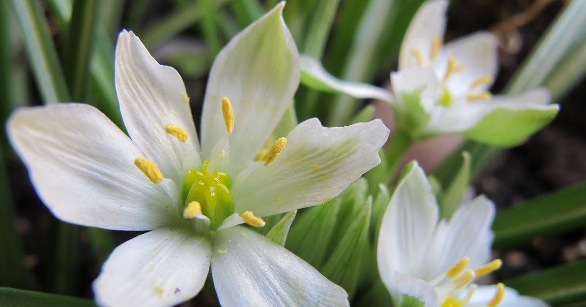 Flor de Bach - Star of Bethlehem (Estrella de Belén) 29
