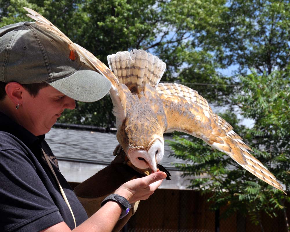 Toronto Grand Prix Tourist - A Toronto Blog: Birds of Prey at ...