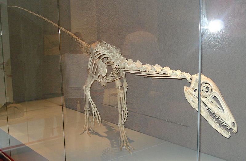 Prehistoric Beast of the Week: Liliensternus: Prehistoric Animal of the ...