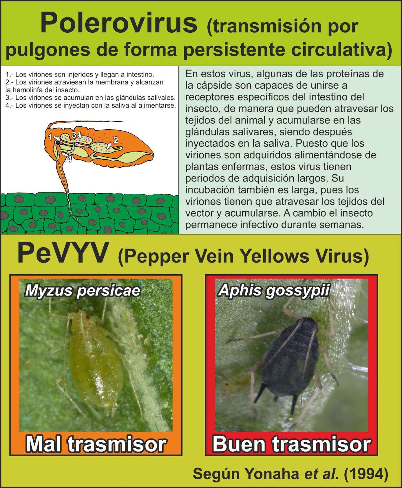 Homo agricola: Pepper Vein Yellows Virus (El síndrome ya tiene responsable)