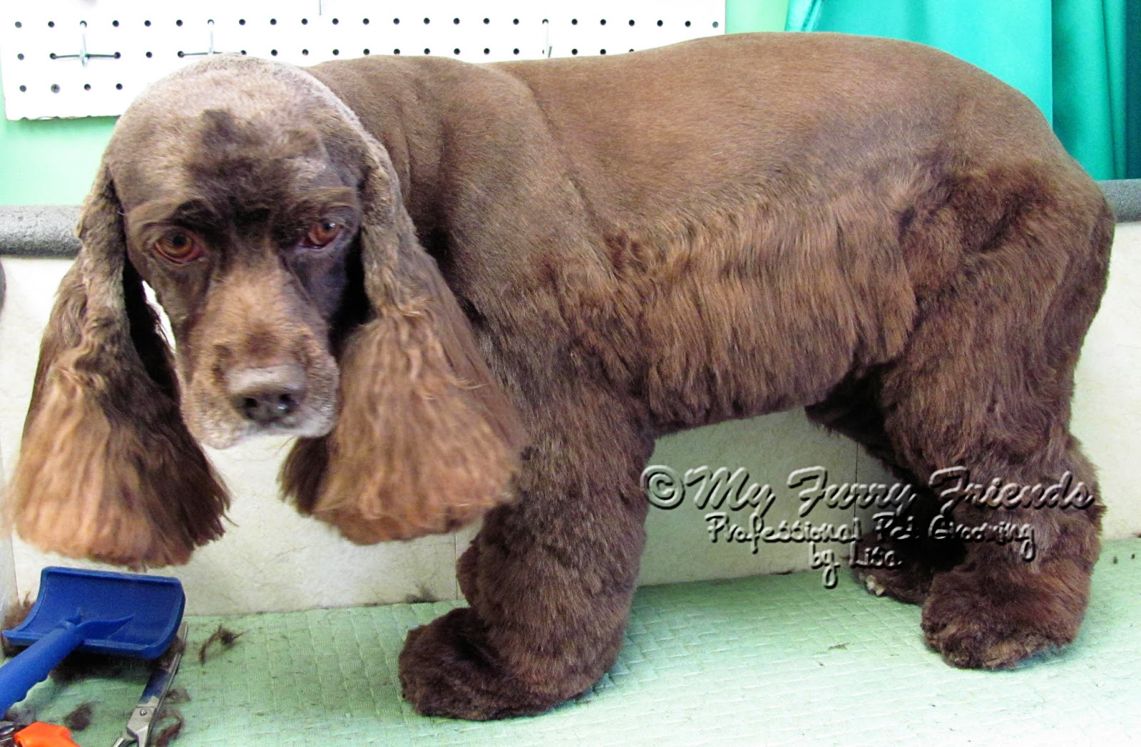 Pet Grooming: The Good, The Bad, & The Furry: Makeover Monday #17 ...