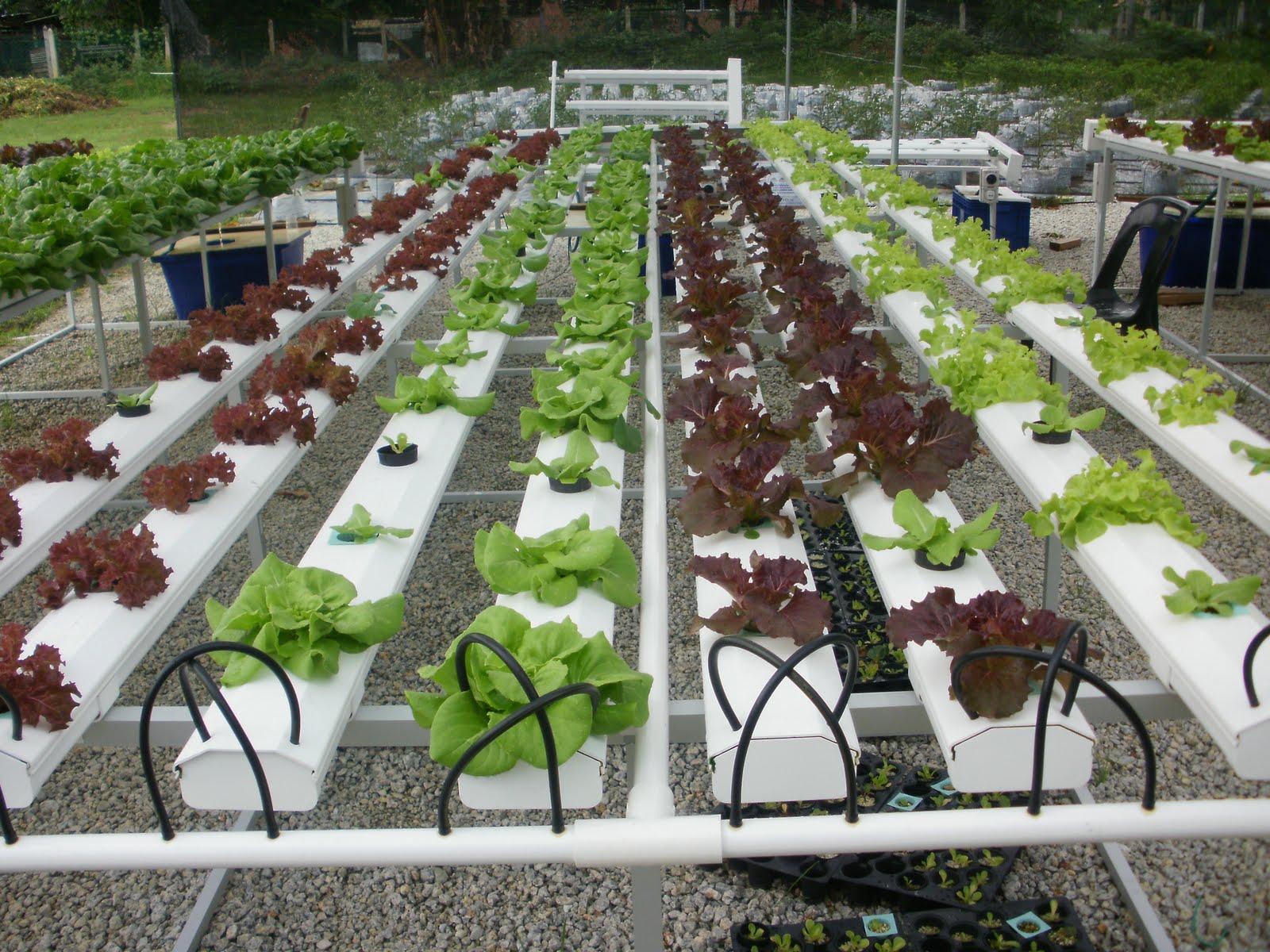 ~~~GUSANO Community~~~: Our Hydroponic Fresh and Safe Garden